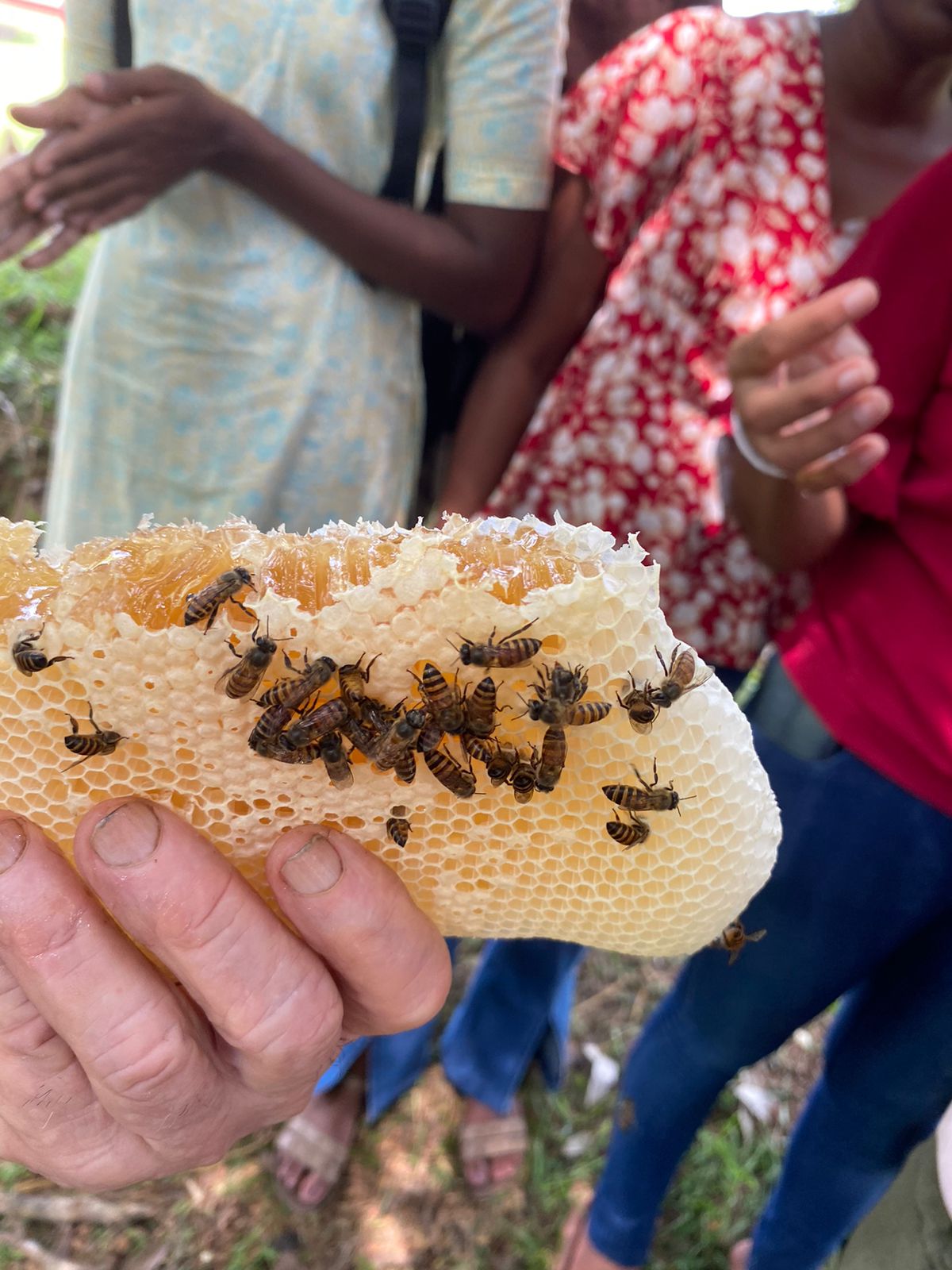 Workshop – Superbox maintenance, honey extraction techniques, and queen ...
